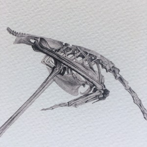 Flamingo Skeleton - AN-11 - Fine Art Print of a Vintage Natural History ...