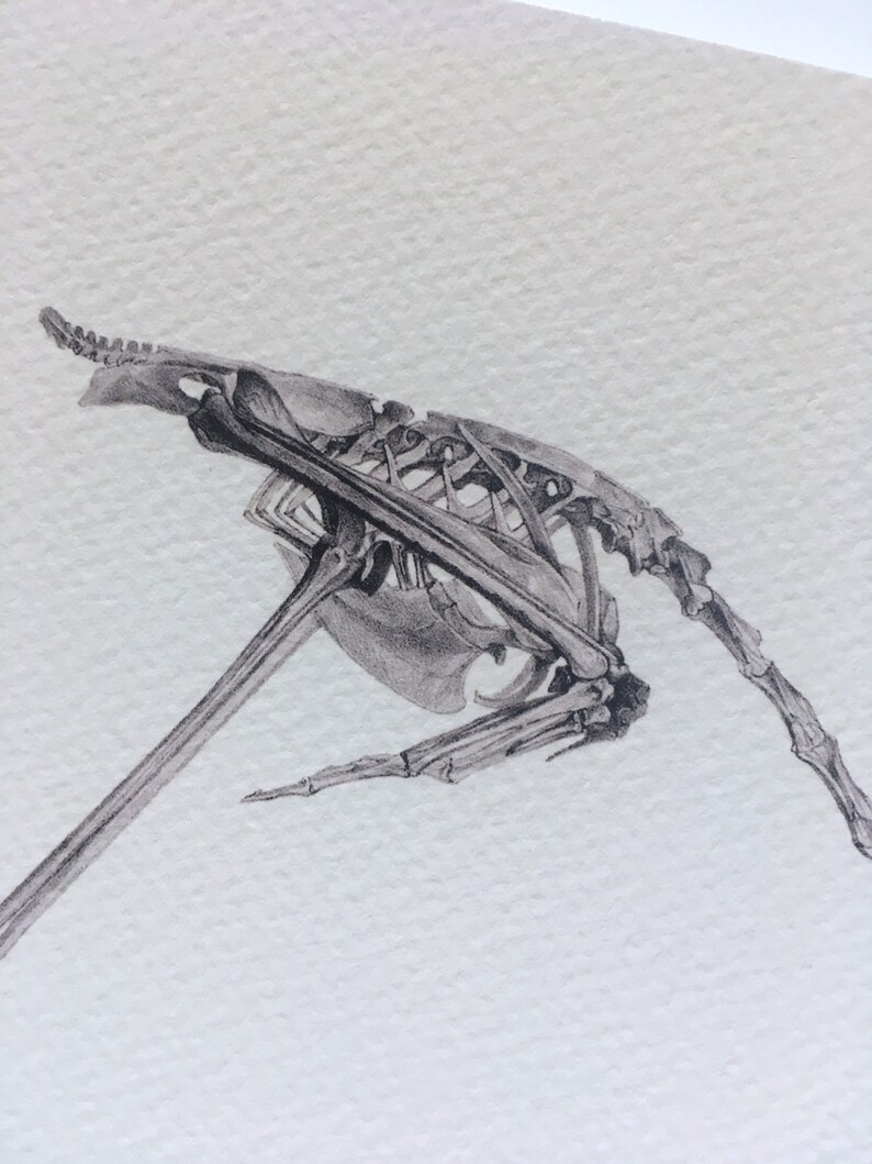 Flamingo Skeleton AN-11 Fine Art Print of a Vintage - Etsy