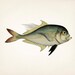 Brama Atropus by Marcus Elieser Bloch 1801 Fish Drawing. Fine Art Print ...