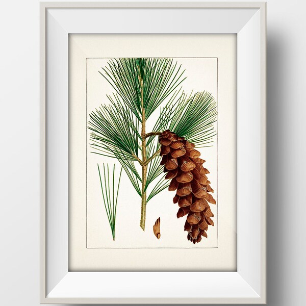 Eastern White Pine - Etsy