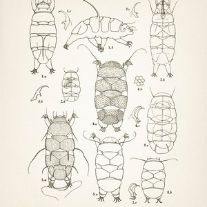 Tardigrades (water Bear) Anatomy Specimens SET OF FOUR - Fine Art Print ...