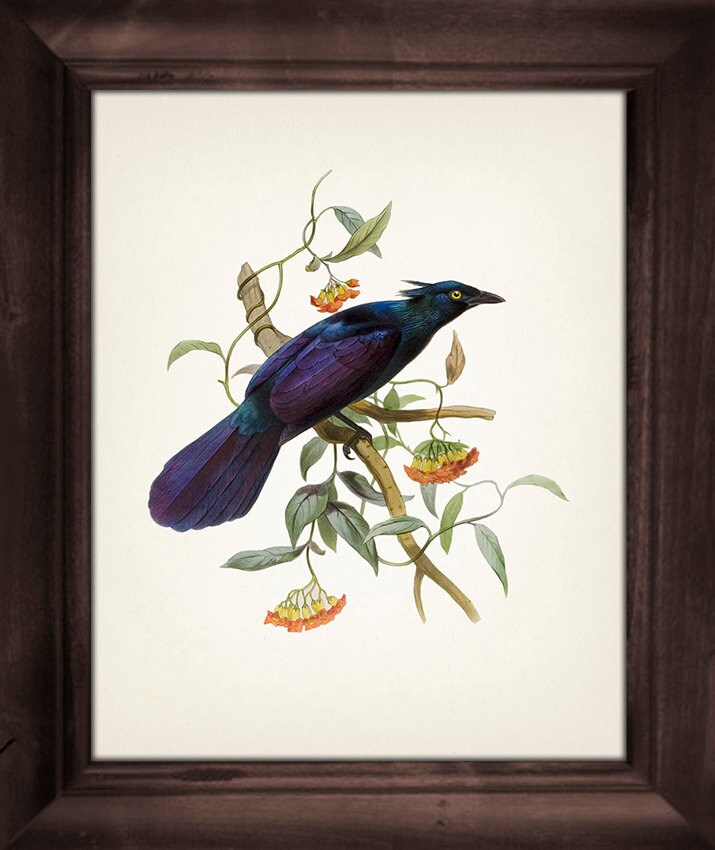 Trumpet Manucode No. 2 Bird of Paradise (manucodia Keraudrenii) - BP-52 ...