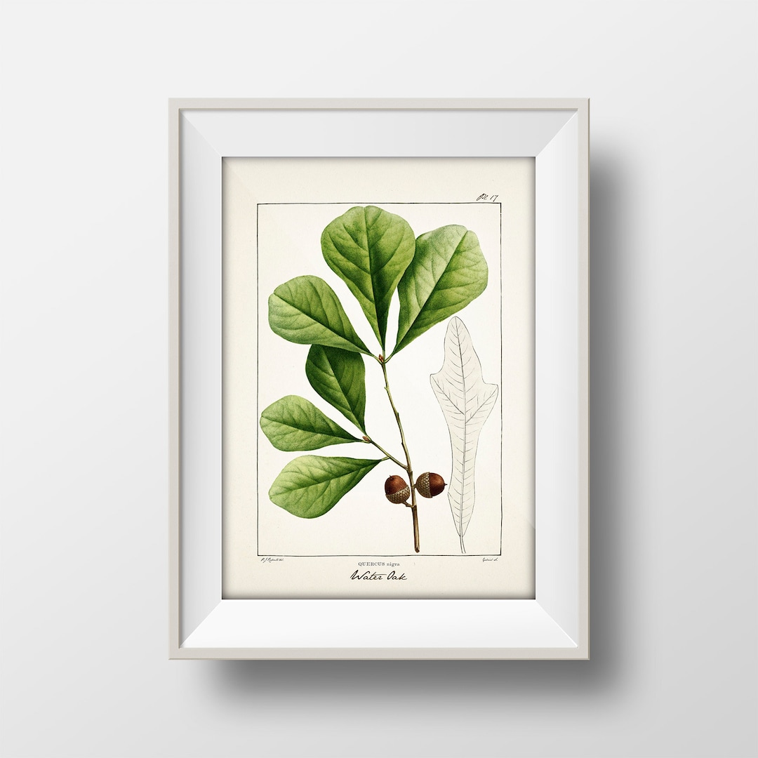 Water Oak Tree (quercus Nigra) - TR-40 - Fine Art Print of a Vintage ...