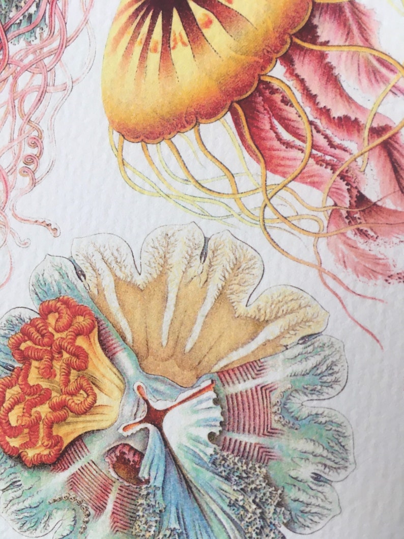 Jellyfish Collage by Haeckel OC-11 Fine art print of a | Etsy