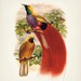 Goldie's Bird of Paradise (paradisaea Decora) -BP-10 - Fine Art Print ...