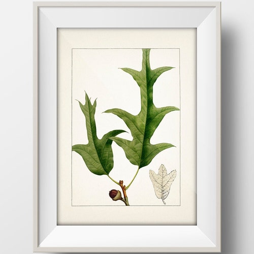 White Oak Tree quercus Alba TR-11 Fine Art Print of a - Etsy