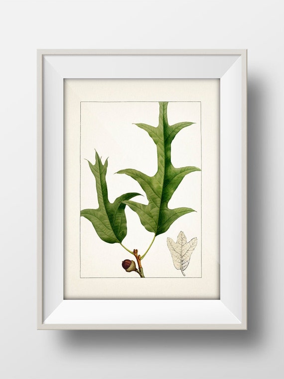 Southern Red Oak Tree quercus Falcata TR-31 Fine Art | Etsy