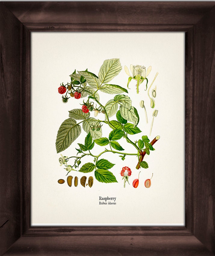 Vintage Raspberry Print KO-08 Fine art prints of | Etsy