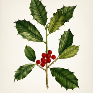 Christmas Holiday Botanical Prints Set of 4 - Holly, Mistletoe ...