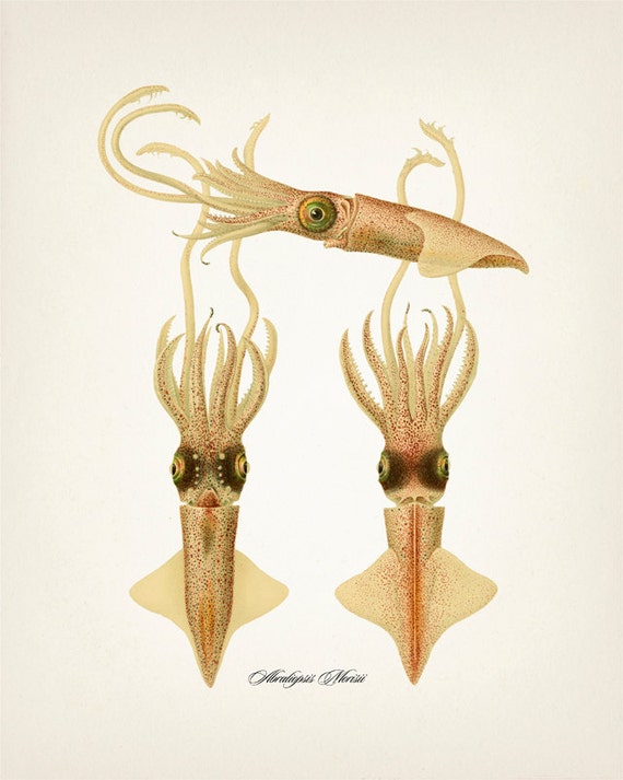 Bioluminescent Cuttlefish