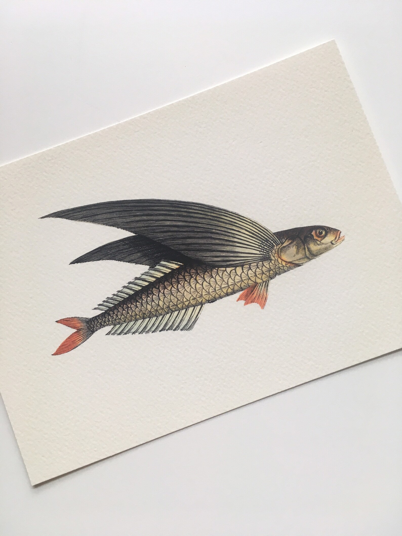 Blue Green Fish Print Set 1801 Fish Drawings. Fine Art - Etsy