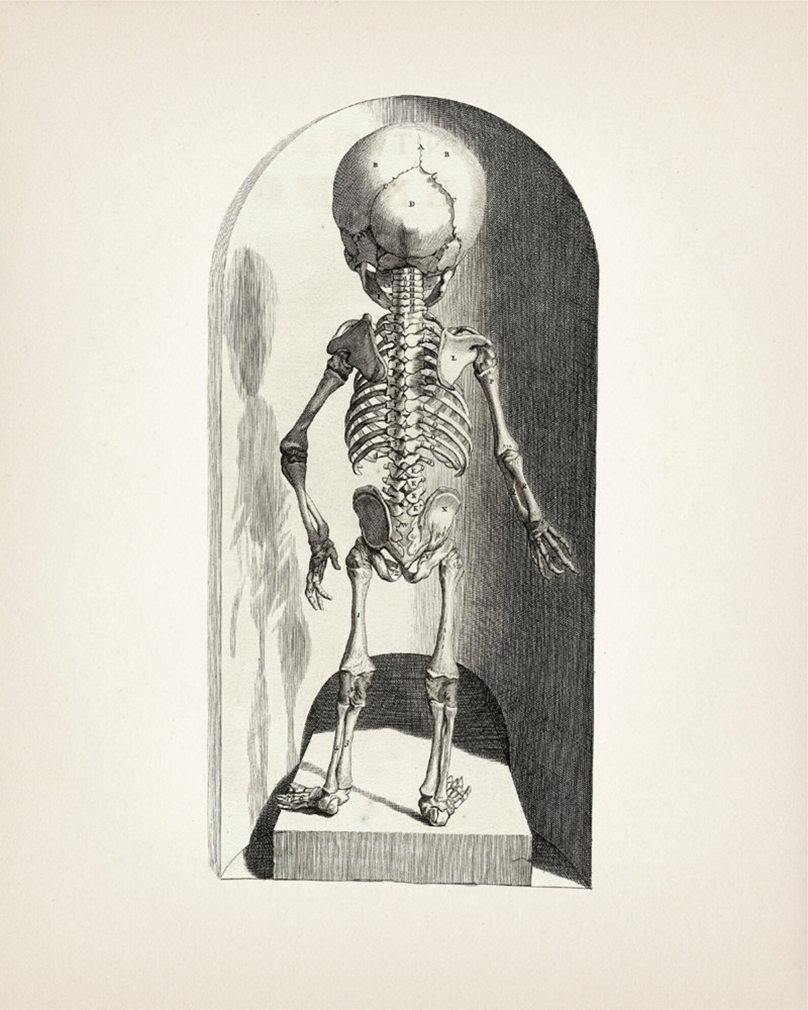 1685 Child Skeleton Pair - Scientific Anatomy Drawing - HU-01 HU-02 ...