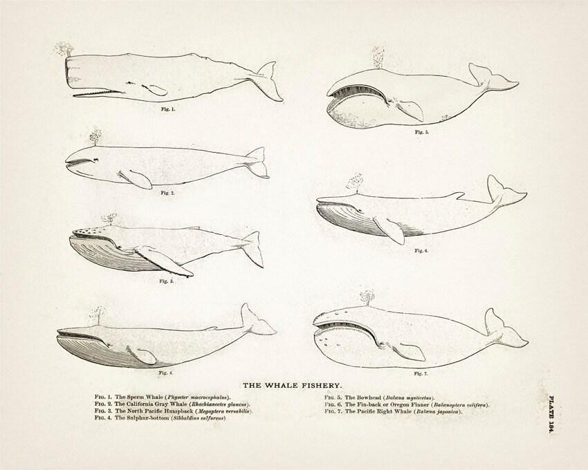 Whale Specimen Drawing SC-12 Fine art print of a vintage | Etsy