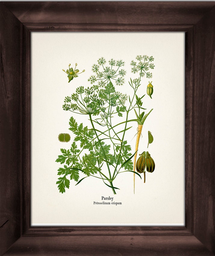 Vintage Parsley Print KO-13 Fine art prints of | Etsy