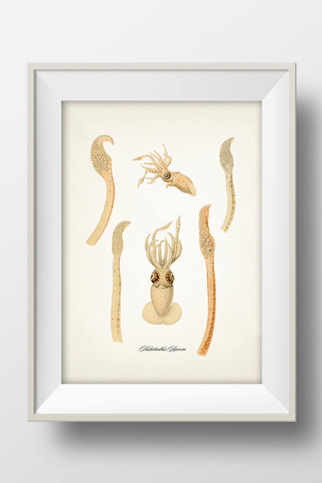 Reverse Jewel Squid (histioteuthis Reversa) - OC-15 - Fine Art Print of ...