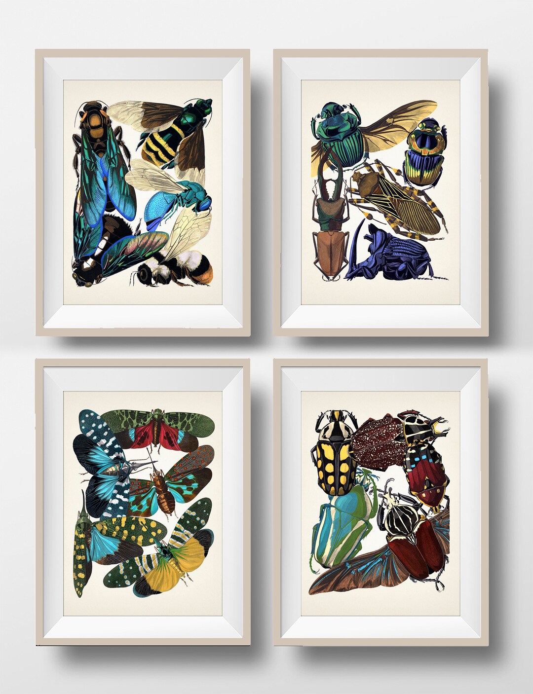 Insects SET No. 4 [1926] - Set of Four - Insectes - IN-45-51-55-56 ...