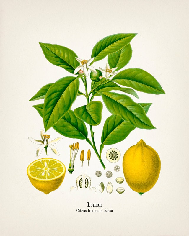 Vintage Lemon Print KO-05 Fine Art Prints of Kohler's - Etsy