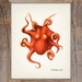 Orange Octopus 1 Benthoctopus Levis OC-13 Fine art print of a vintage ...