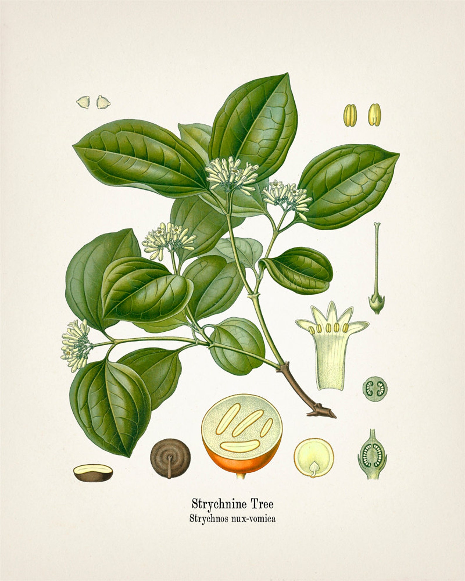 Strychnine Tree Strychnos nux-vomica KO-44 Fine art | Etsy