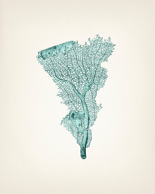 Fan Coral SH-01 Fine Art Print of a Vintage Natural | Etsy