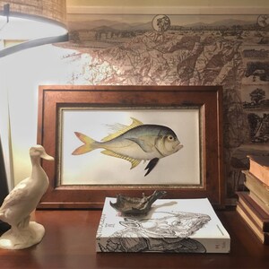 Brama Atropus by Marcus Elieser Bloch [1801] Fish Drawing. Fine Art ...