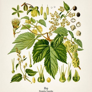 Hops - Humulus Lupulus - Hop - KO-33 - Fine Art Prints of Kohler's ...