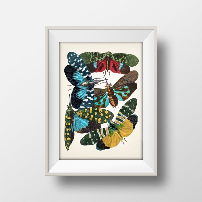 Insects No. 16 [1926] Insectes - IN-56 - Fine Art Print of a Vintage ...