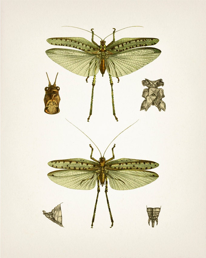 Insect Drawing IN-06 Fine Art Print of a Vintage Natural - Etsy