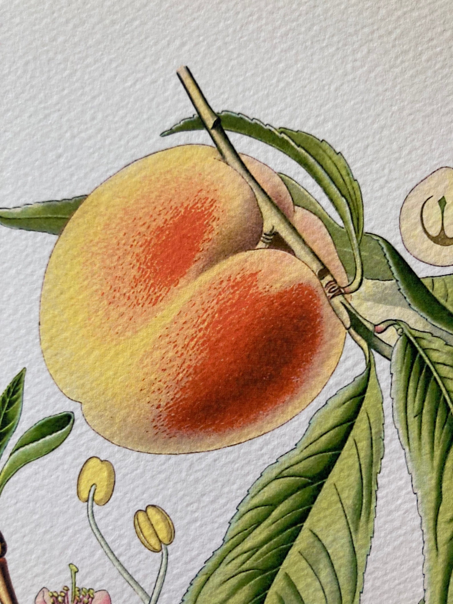 American Southern Crops Set of 6 Botanical Illustrations - Peach, Corn ...