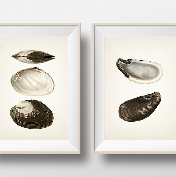 Mussel and Clam Shell Pair of Prints SH-64-65 Fine art | Etsy