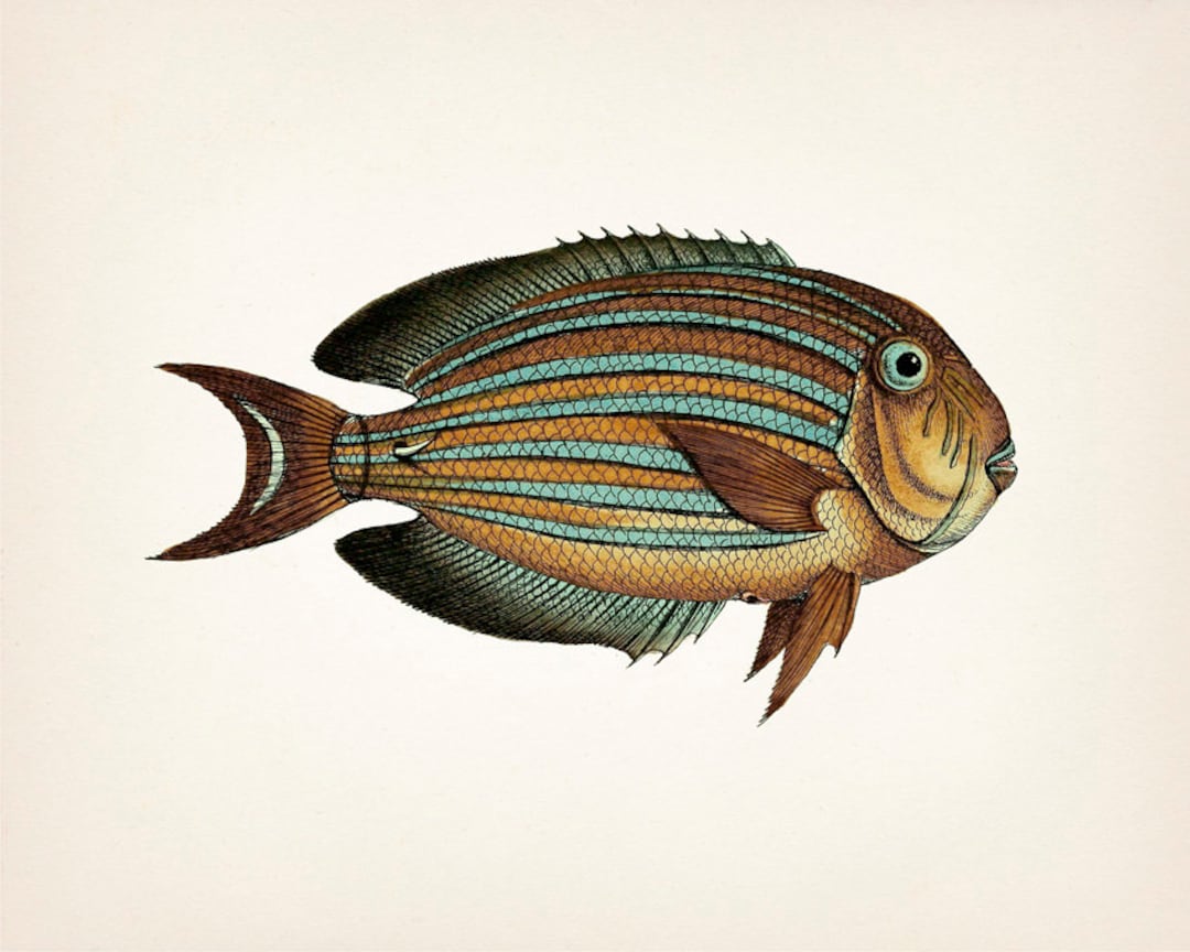 Eager Eyed 1801 Striped Surgeonfish Drawing - Fine Art Print of a ...