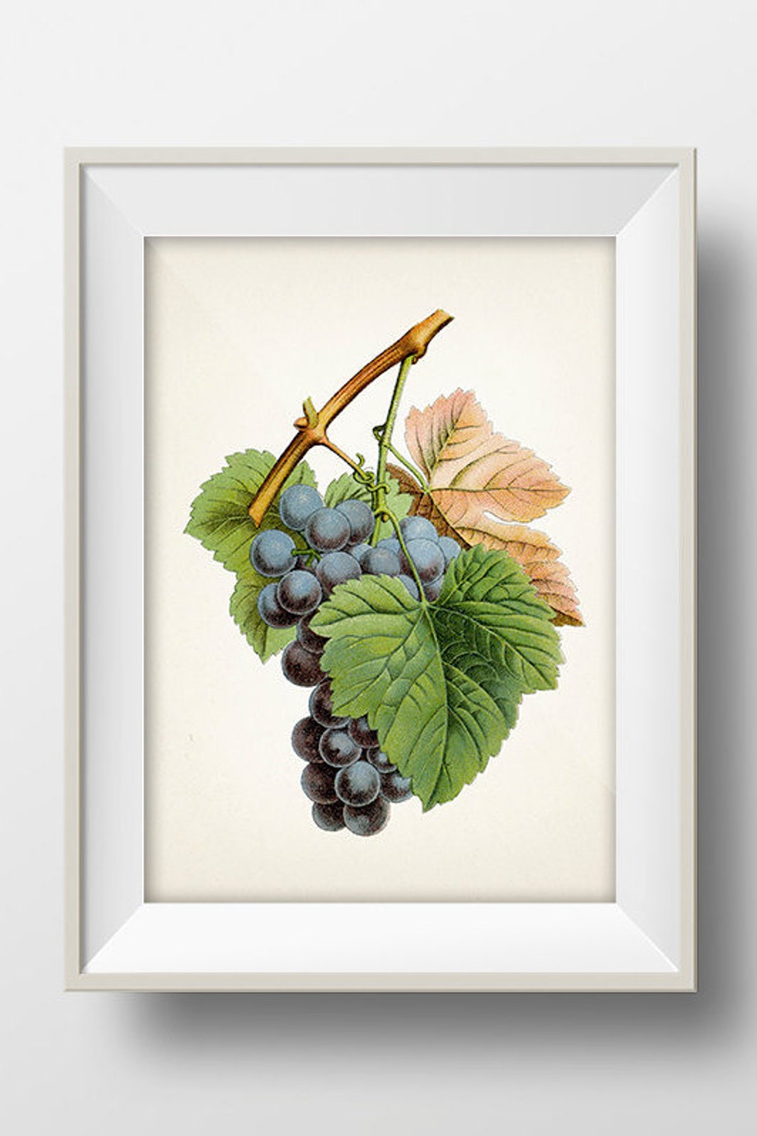 Vintage Grape Print 2- PL-42 - Fine Art Print of a Vintage Natural ...