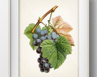 Grape Art Print | Etsy
