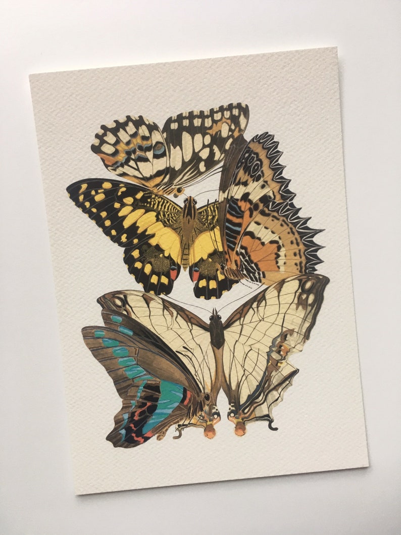 Butterflies No. 9 1925 Papillons MO-89 Fine Art Print of - Etsy