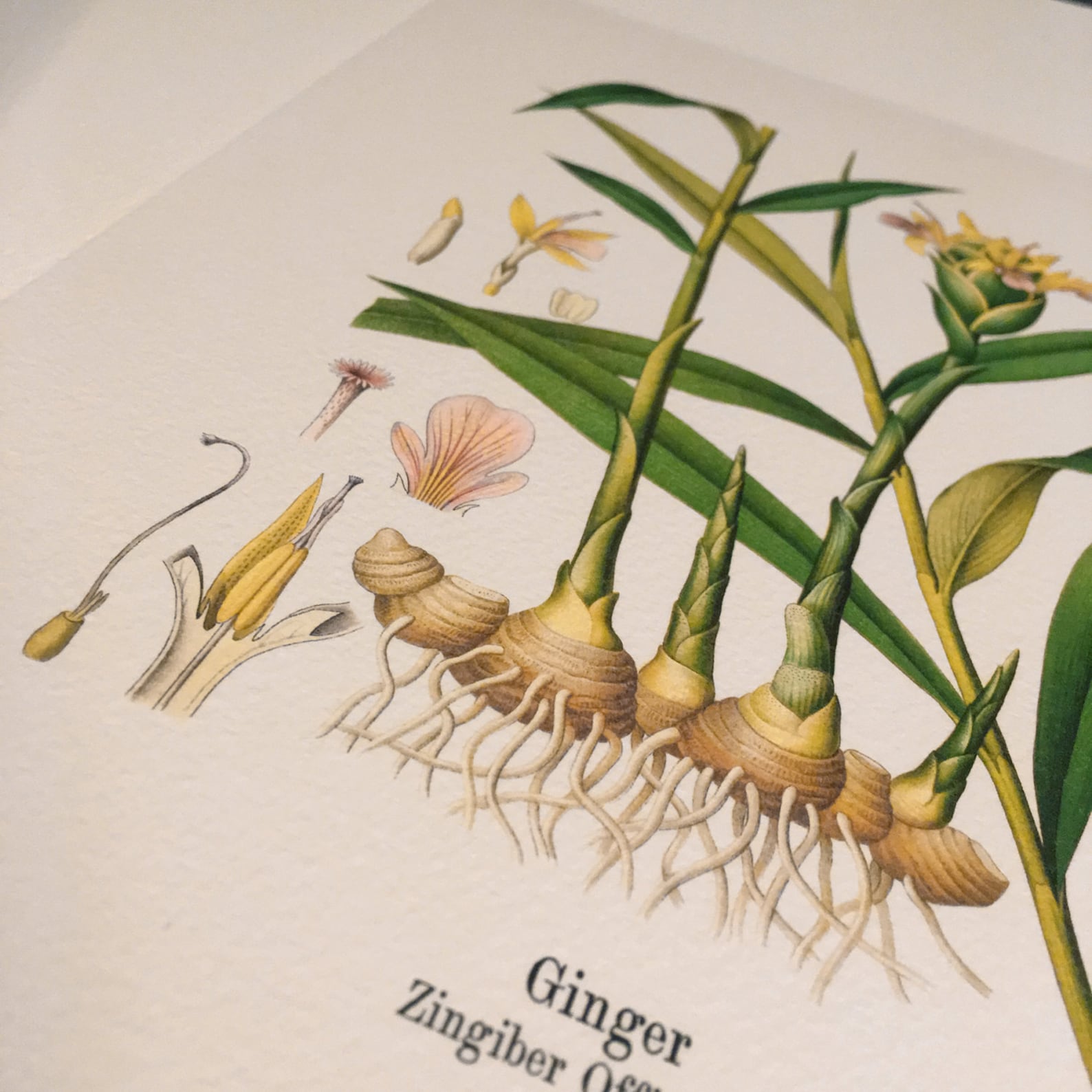 Vintage Ginger Botanical Print KO-52 Fine Art Prints of - Etsy