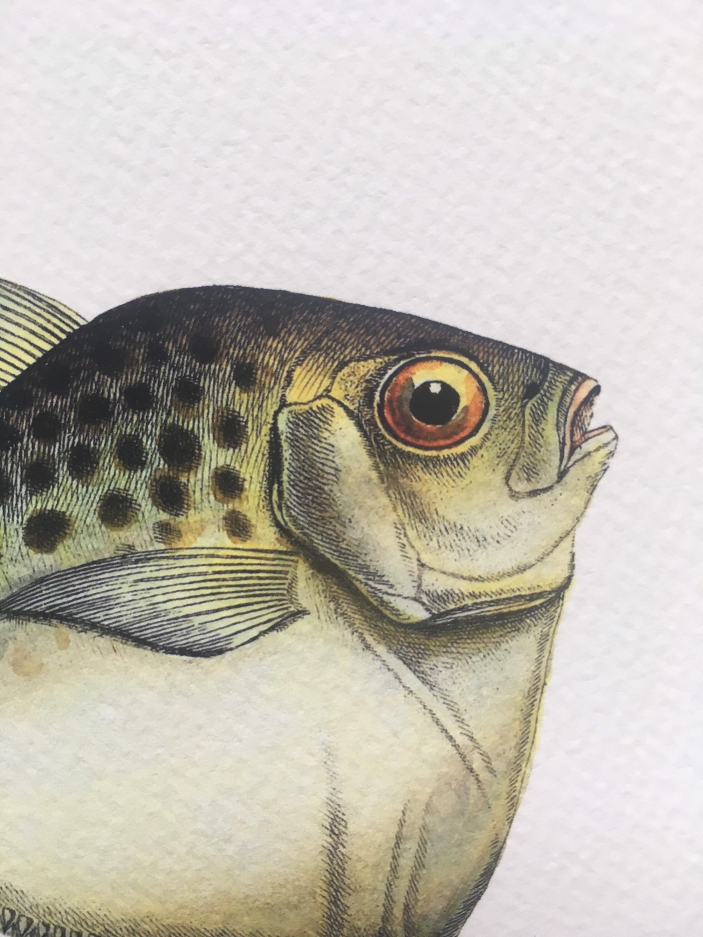Wide Eyed Moonfish 1801 Fish Drawing. Fine art print of a - Etsy 日本