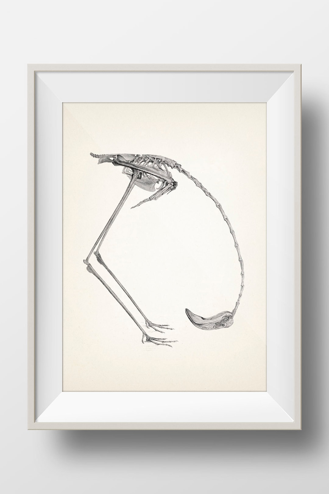 Flamingo Skeleton - AN-11 - Fine Art Print of a Vintage Natural History ...