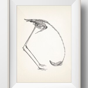 Flamingo Skeleton - AN-11 - Fine Art Print of a Vintage Natural History ...