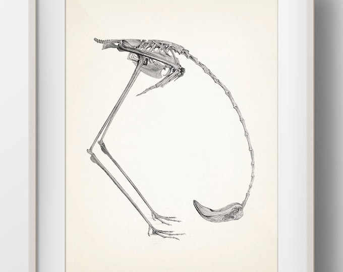 Flamingo Skeleton AN-11 Fine Art Print of a Vintage Natural History ...