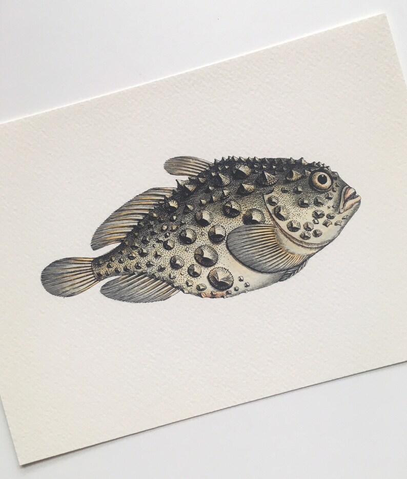 Prickly 1801 Lumpsucker Fish Drawing Fine Art Print of a - Etsy