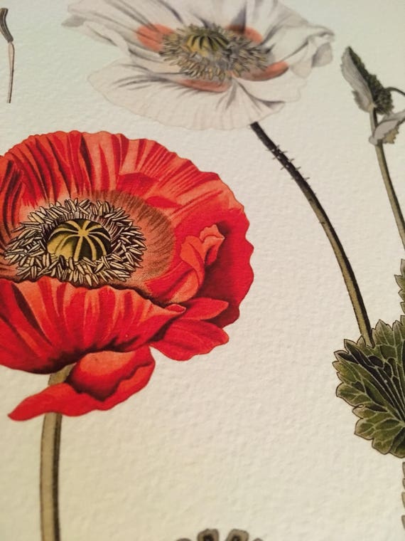 Opium Poppy Drawing Opium Poppy Botanical Drawings (Papaver