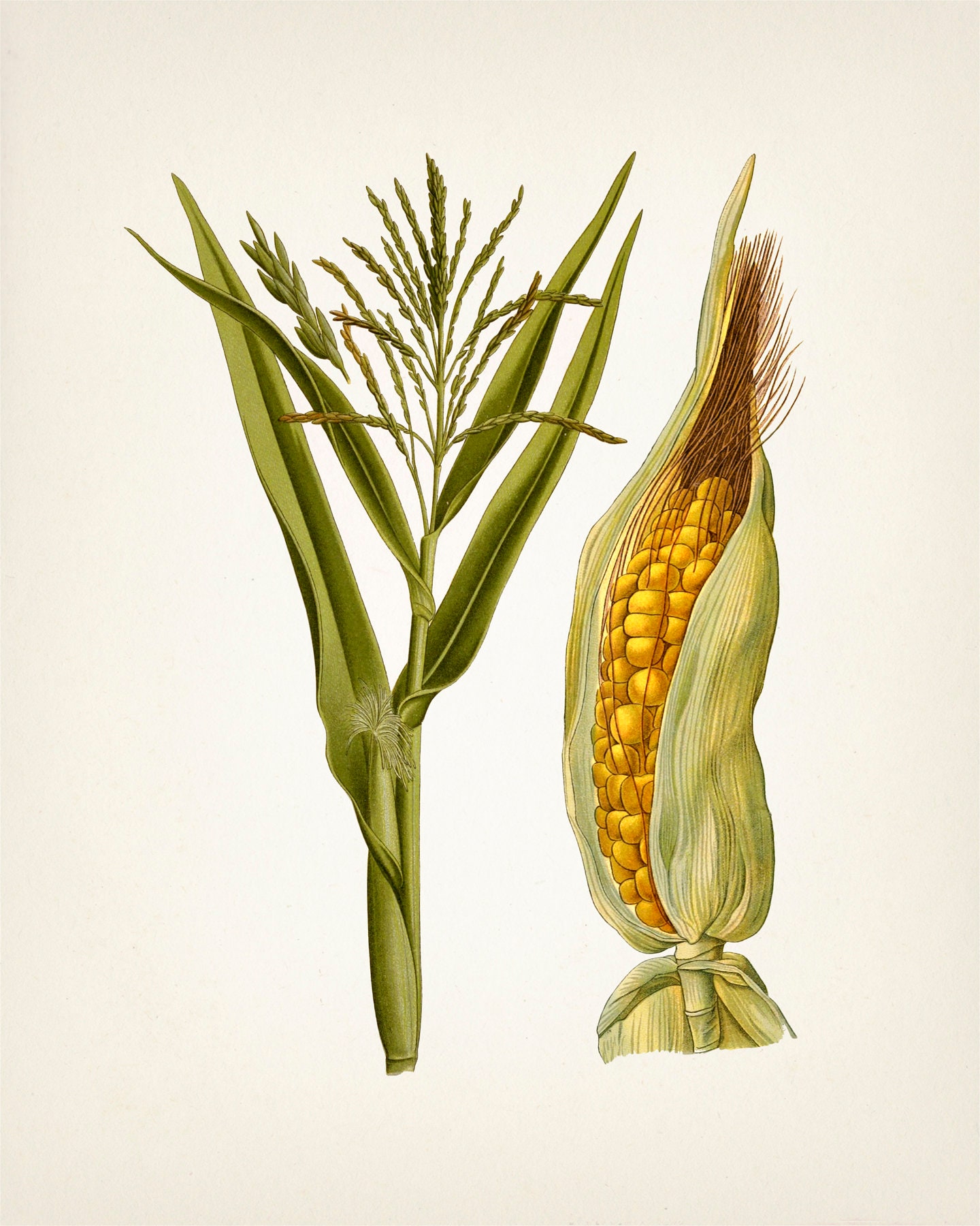 Maize Corn Drawing