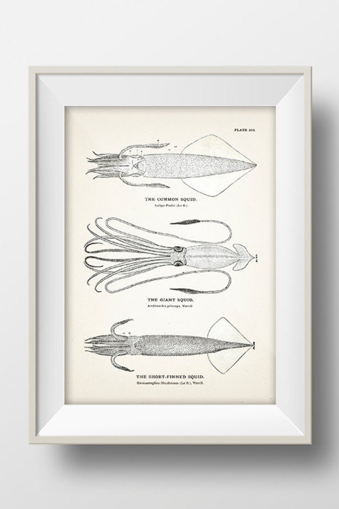 Squid Specimens (common Squid, Giant Squid, Short-finned Squid) - SC-11 ...