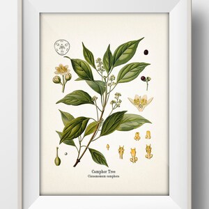 Camphor Tree Botanical Illustration - Cinnamomum Camphora Print - KO-82 ...