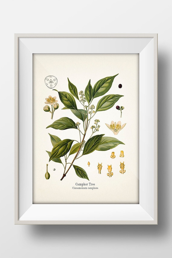 Camphor Tree Botanical Illustration Cinnamomum Camphora | Etsy