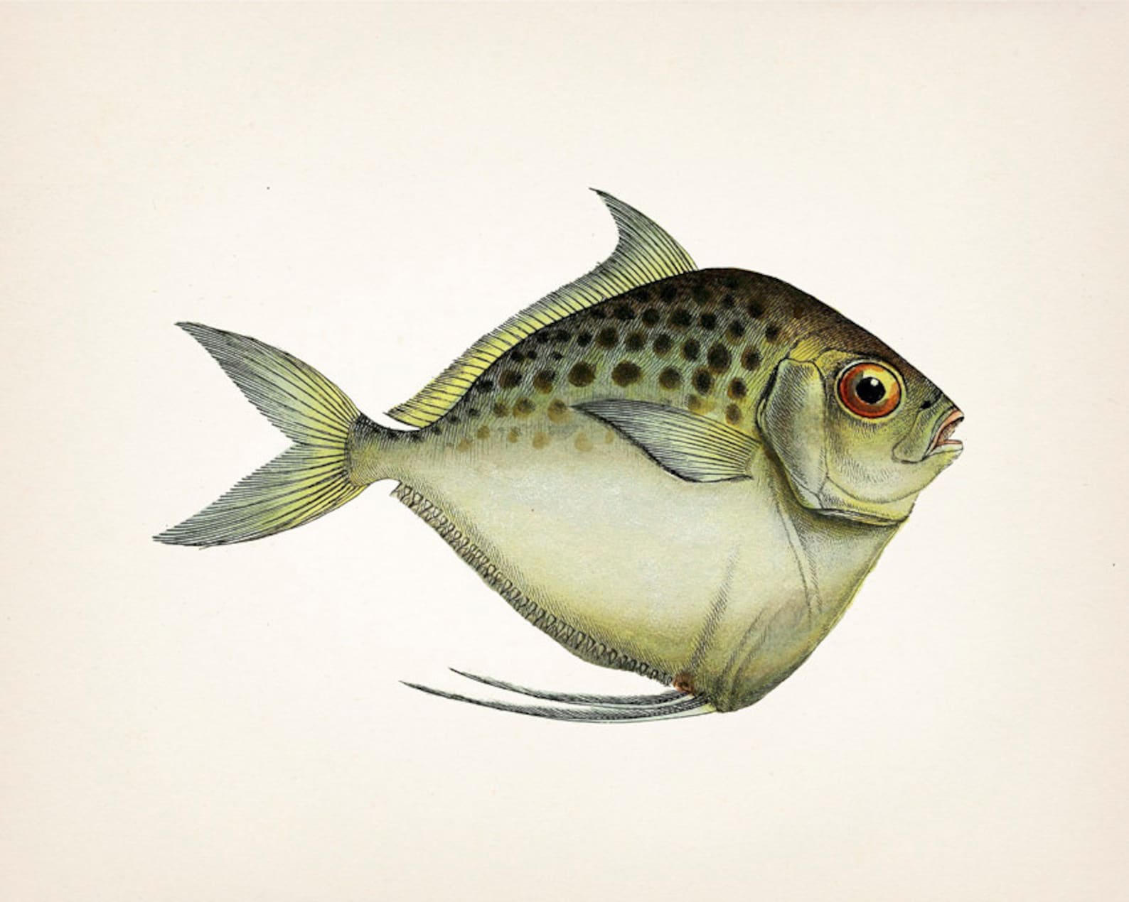 Wide Eyed Moonfish 1801 Fish Drawing. Fine art print of a - Etsy 日本
