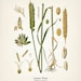 American Southern Crops Set of 6 Botanical Illustrations Peach, Corn ...
