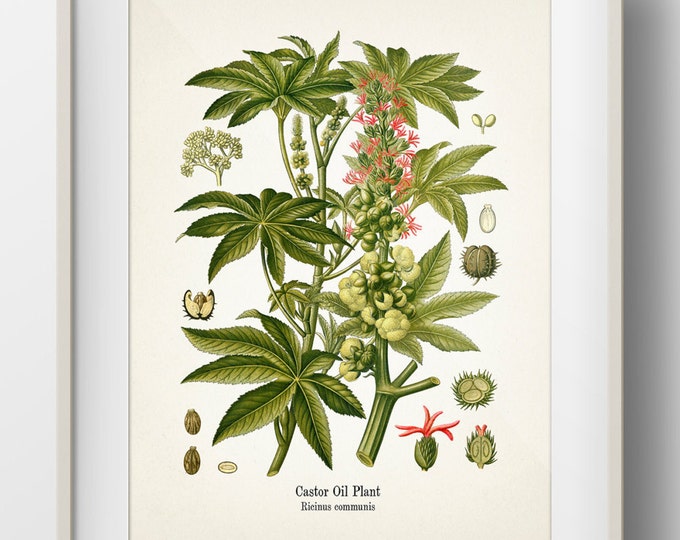 Castor Oil Plant Castor Bean Ricinus Communis KO-48 Fine Art Prints of ...