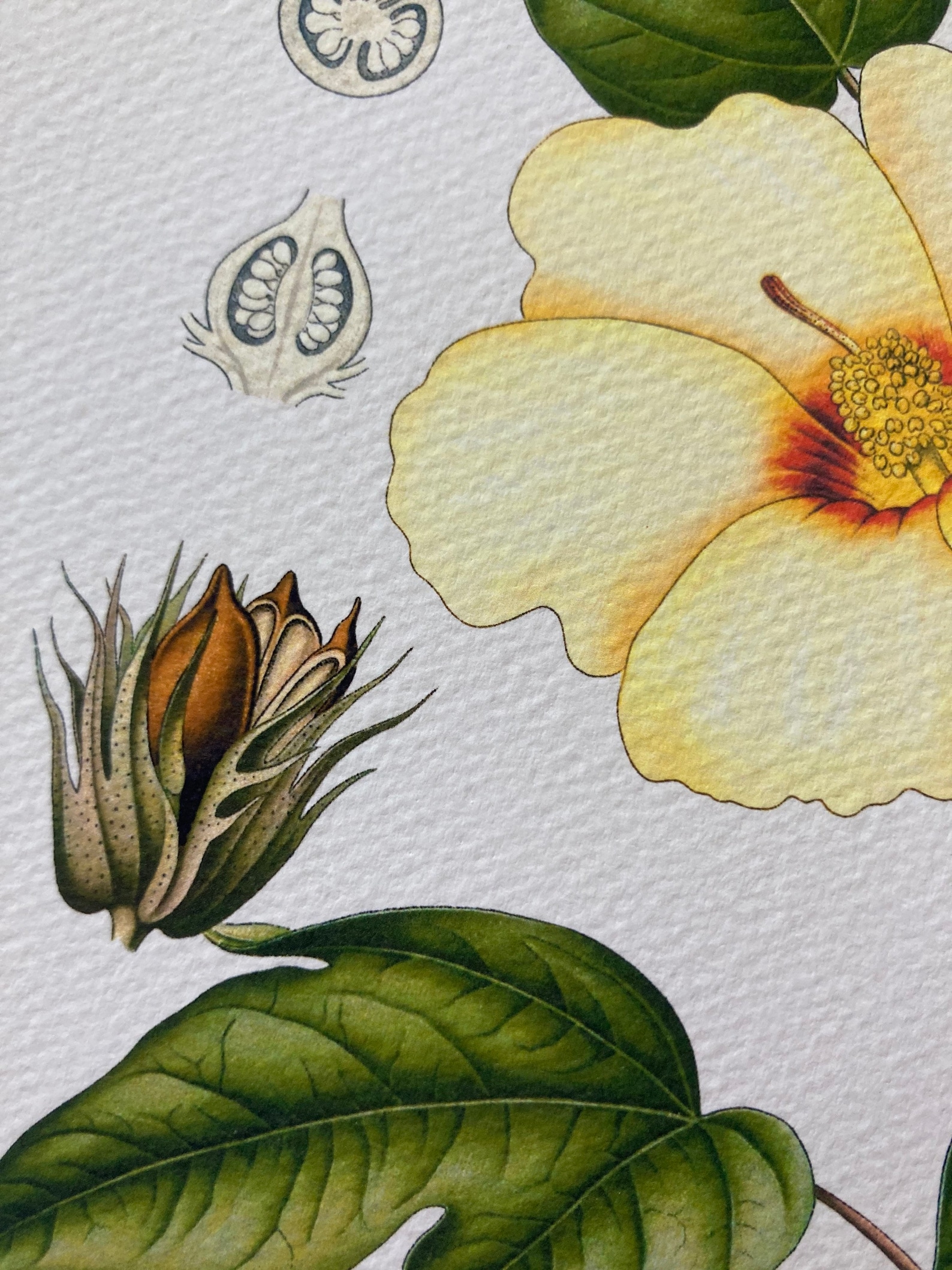 Cotton Botanical Illustration Print KO-74 Fine Art Print - Etsy