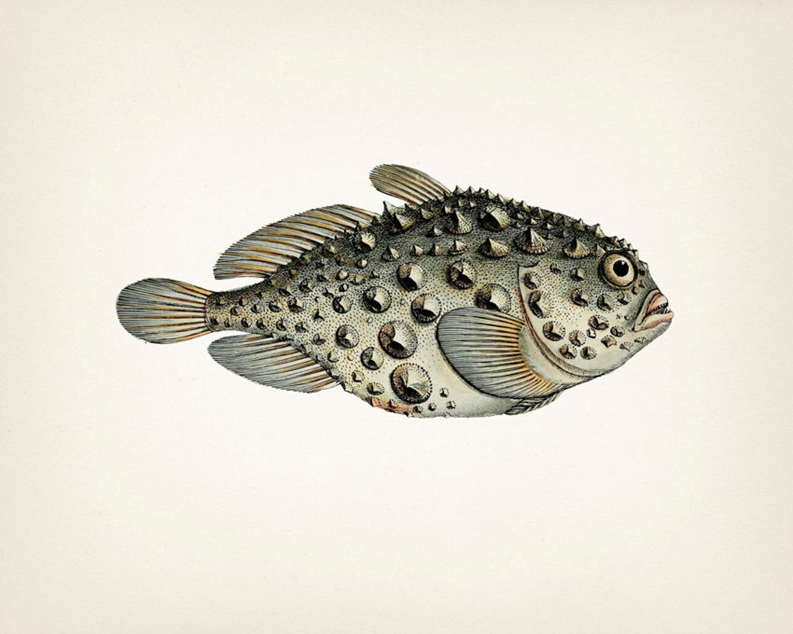 Prickly 1801 Lumpsucker Fish Drawing Fine Art Print of a - Etsy